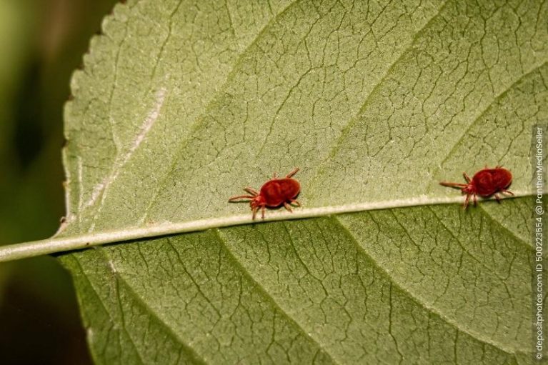 Grasmilben: die häufigsten Fragen und Antworten